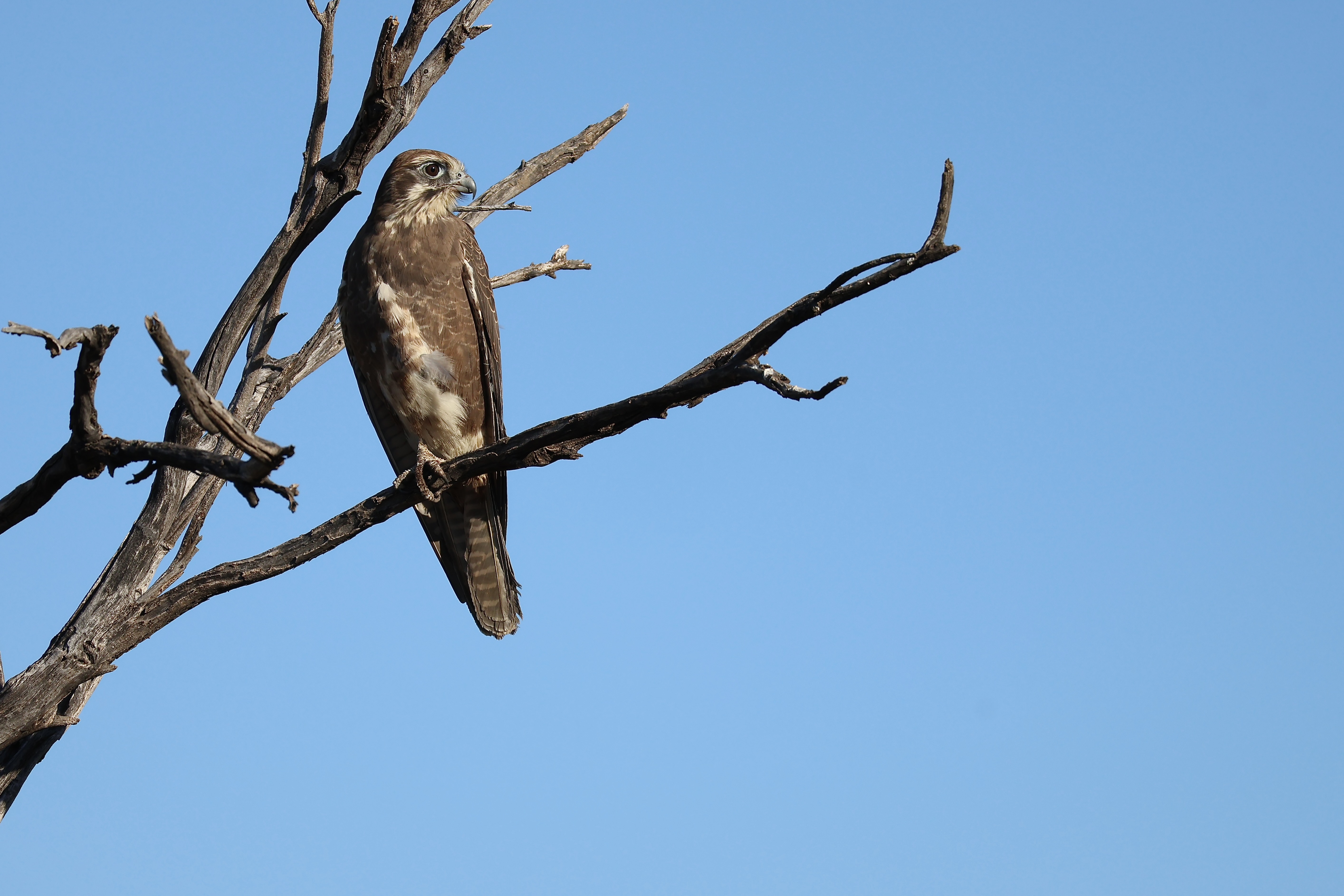 Bird Of The Week: Brown Falcon – Wingman